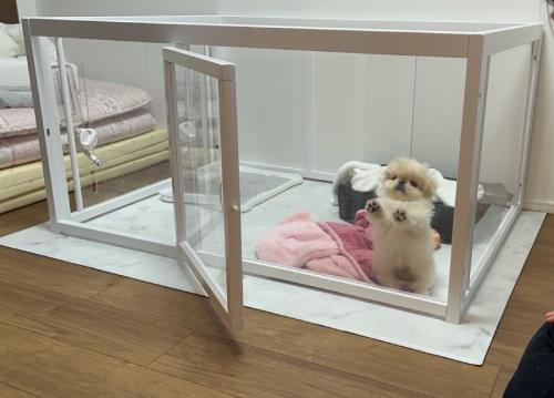 扉は開いてるのに……「閉じ込められた！」と助けを求めるペキニーズ | StartHome