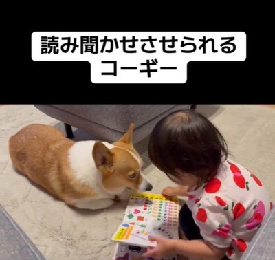 犬に『絵本の読み聞かせ』をする2歳の女の子→ずっと見ていたい『幸せな光景』が話題「めくるときに鼻に当たるの可愛い」「きゃわたまらん ...
