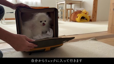 半年ぶりに実家に帰省し『大好きなおばあちゃん』と再会した犬→お互いの反応が『尊すぎる』と7万再生「かわいい…」「笑顔たまらない ...